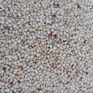Waxy White Sorghum (sorghum Bicolor), 200g for 11 USD, Shipping Cost is ...