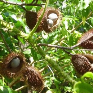 Caesalpinia Bonduc / Fevernut, 20 Seeds/8 USD, Shipping/10 USD, Phyto ...