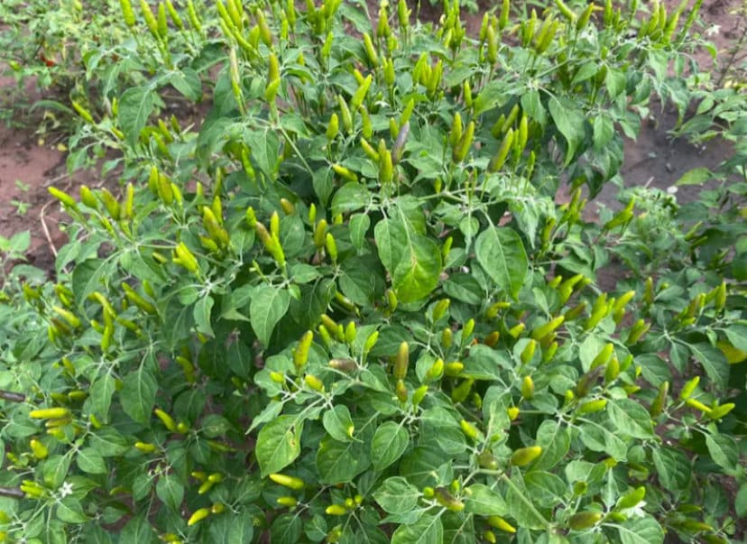 Wild African Bird Eye Chillicapsicum Frutescens 200 - Etsy