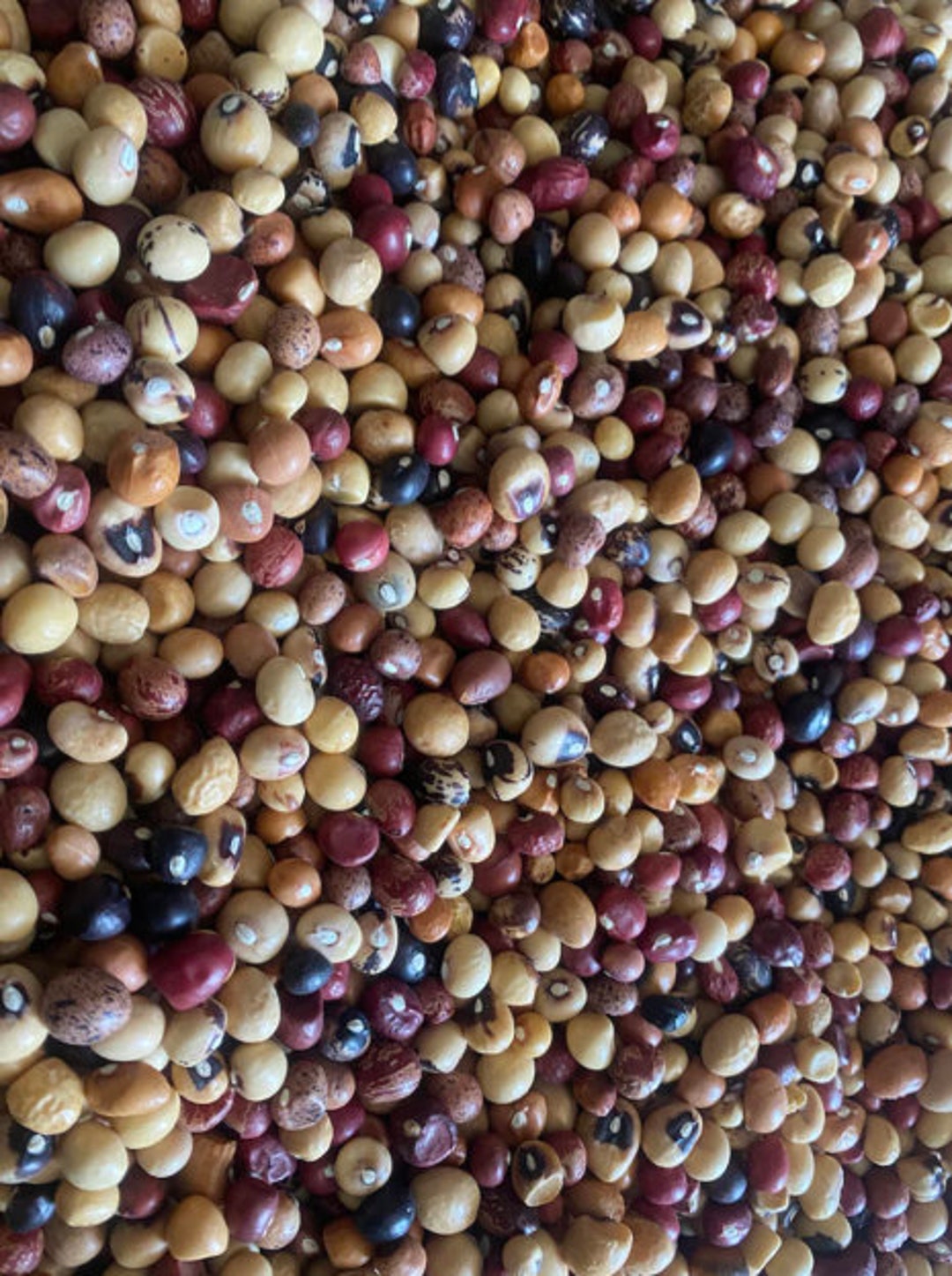 20 in 1 Ghanaian Multicolored Bambara Beans, (vigna Subterranea) 200g ...