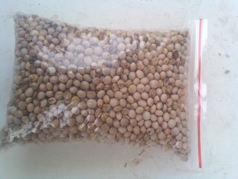 Pigeon pea cajanus cajan seeds for sale 100g/11 USD | Etsy