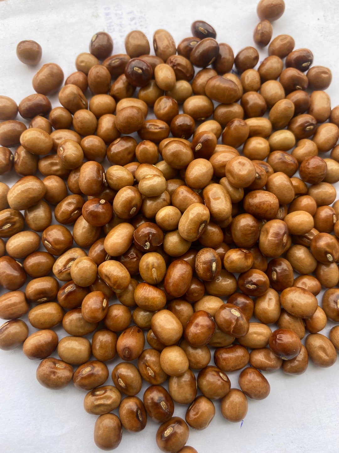 Nigerian Large Brown African Yam Beans(sphenostylis Stenocarpa), 50 ...