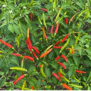 Wild African Bird Eye Chilli(capsicum Frutescens), 200 Seeds/11 USD ...