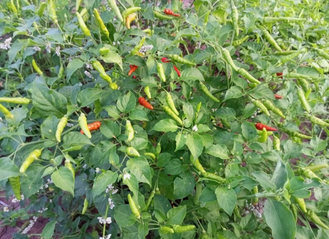 African Slim Bird Eye Chilli , Abaase Chilli, (capsicum Annuum), 200 ...