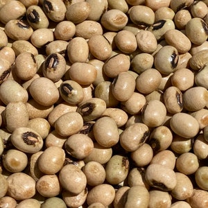 Black Eye African Yam Beans(sphenostylis Stenocarpa), 50 Seeds /14 USD ...