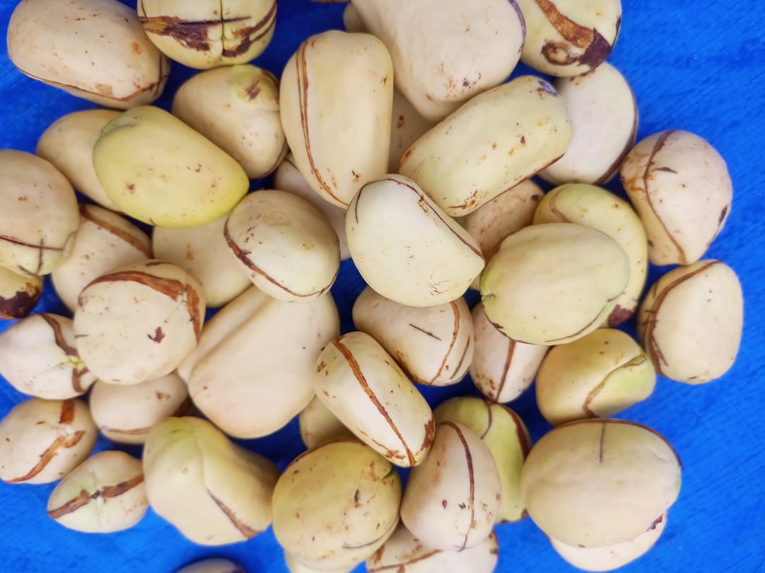 Gelbe Kolanuss, Alba (Cola nitida), 300g Nüsse kosten (7 USD ...