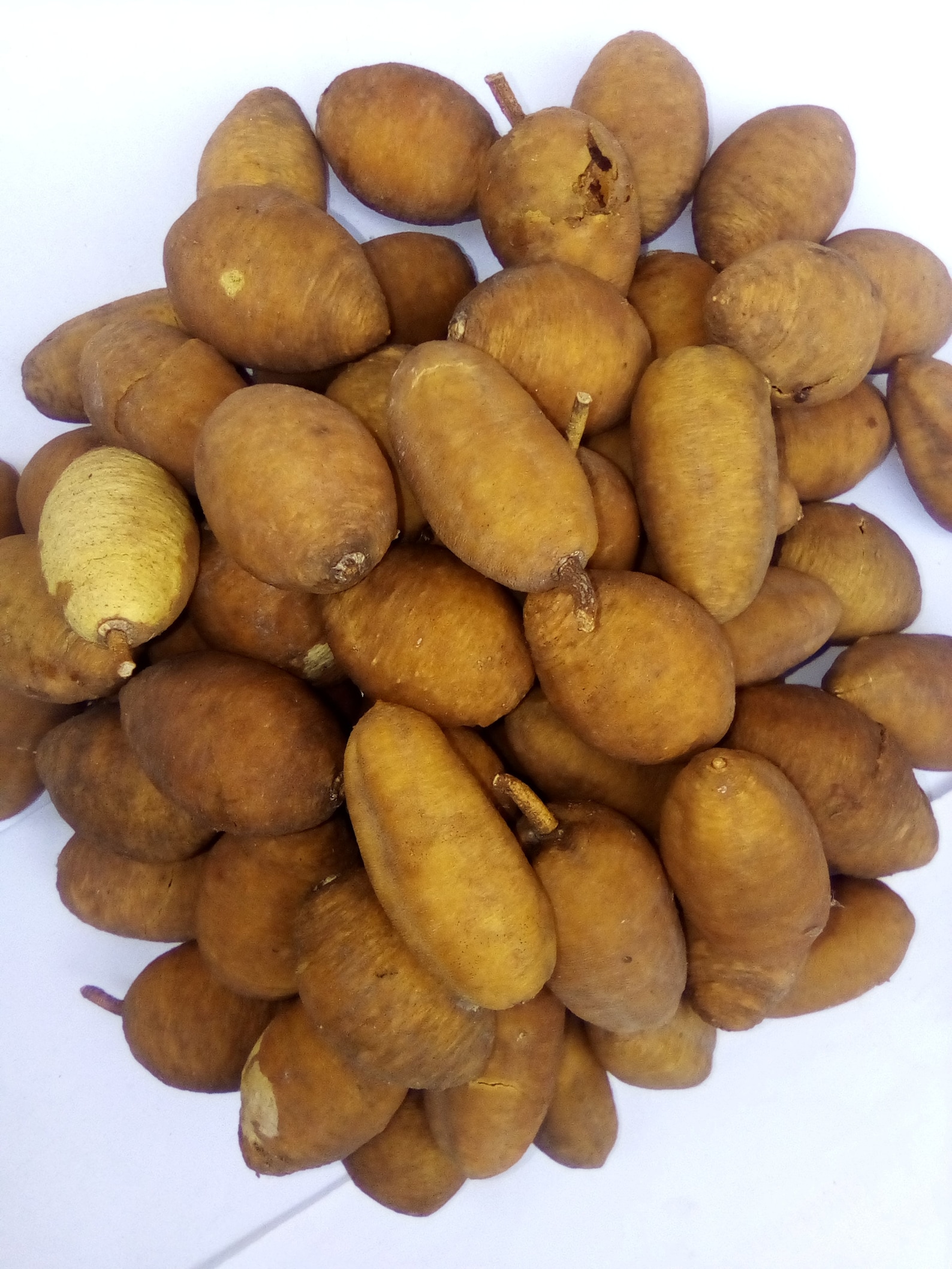 Fresh dried fruits of Balanites aegyptiacadesert dates 20 | Etsy