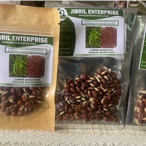 Burgundy Hyacinth Beans (lablab Purpureus), 100 Seeds/10 USD, Shipping ...