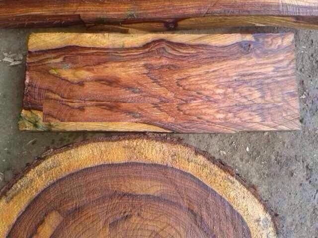 West African Copal Treedaniellia Oliveri Gum Tree Copal - Etsy