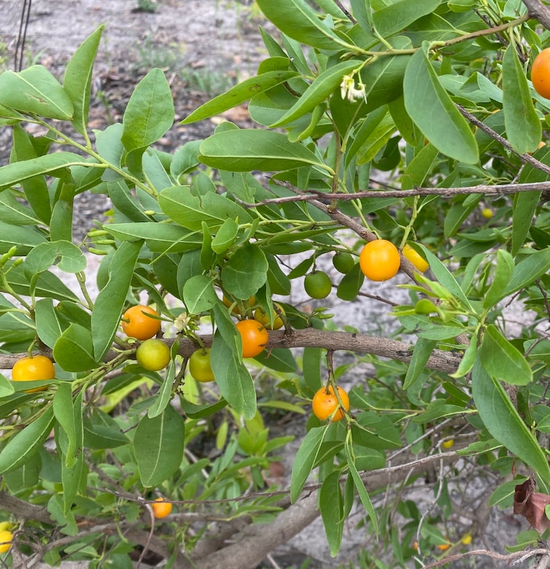 West African Prunus African Yellow Plum 10 Seeds/5 USD - Etsy