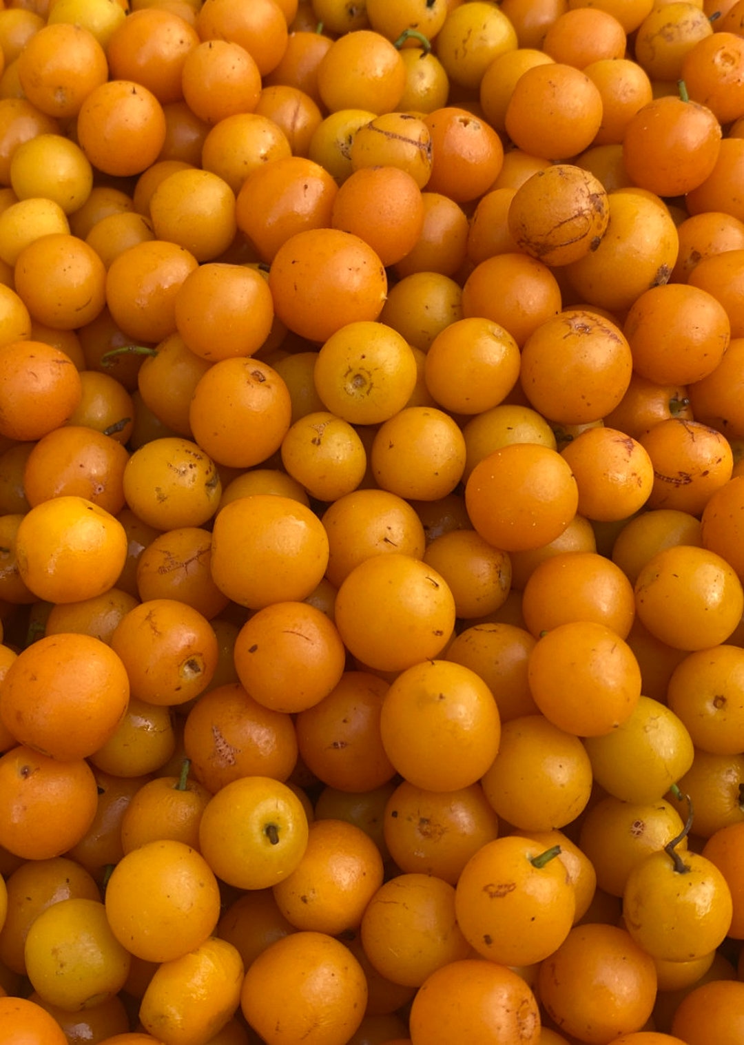 West African Prunus African Yellow Plum 10 Seeds/5 USD - Etsy