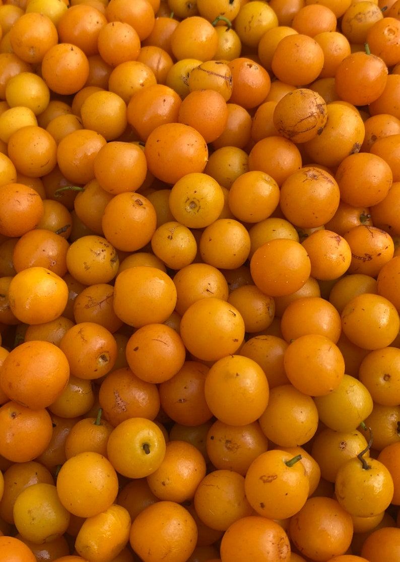 West African Prunus African Yellow Plum 10 Seeds/5 USD - Etsy