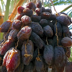 Brown Dates, Anbara Dates (phoenix Dactylifolia) 200g Quality Brown ...