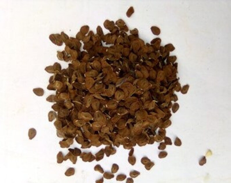 Calotropis Proceramilk Weed Sodom Apple 200 Seeds Cost is - Etsy