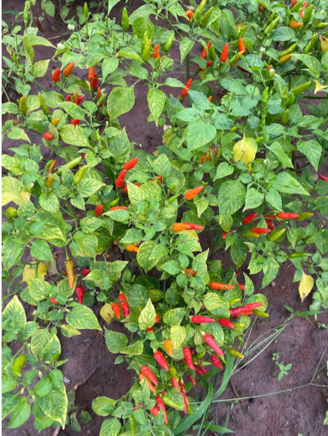 Wild African Bird Eye Chillicapsicum Frutescens 200 - Etsy