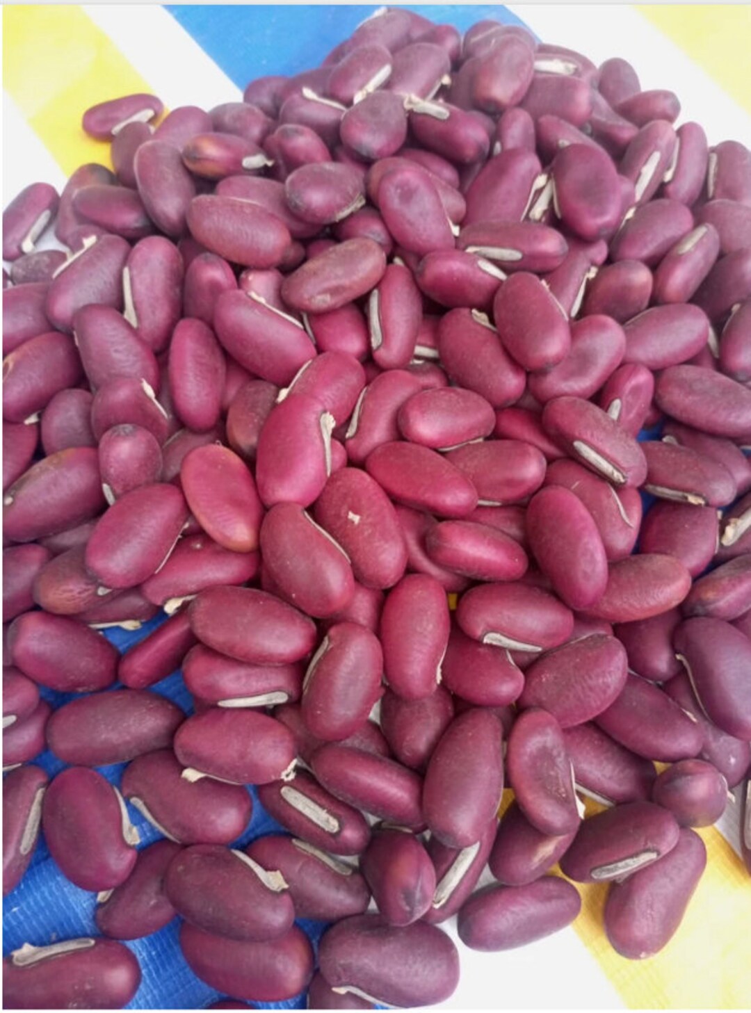 Jam African Sword Beans (canavalia Gladiata) Seeds, 10 Seeds for 8 USD ...