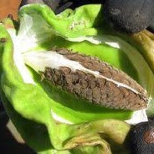 Calotropis Procera(milk Weed, Sodom Apple) 200 Seeds Cost is 10 USD ...