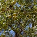 Marula Seeds sclerocarya Birrea, 15 Seeds/8 USD, Shipping Cost is 10 ...