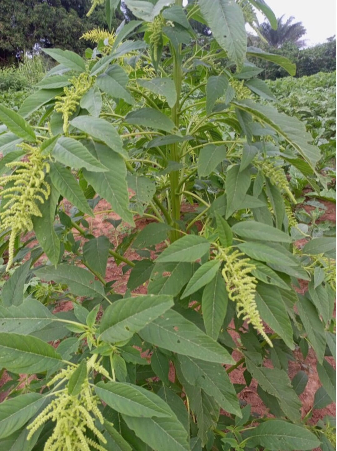 Amaranthus Hybridus(green Amaranth, Slim Amaranth, ), 400 Seeds Cost 11 ...