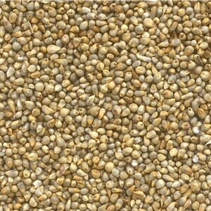 Nigerian Brown Millet Seeds, Nara Millet, Non Hybrid, 200g for 11 USD ...