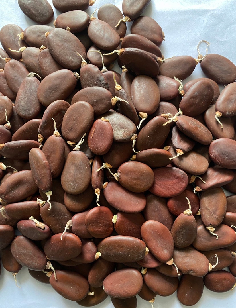 West African Copal Treedaniellia Oliveri Gum Tree Copal - Etsy