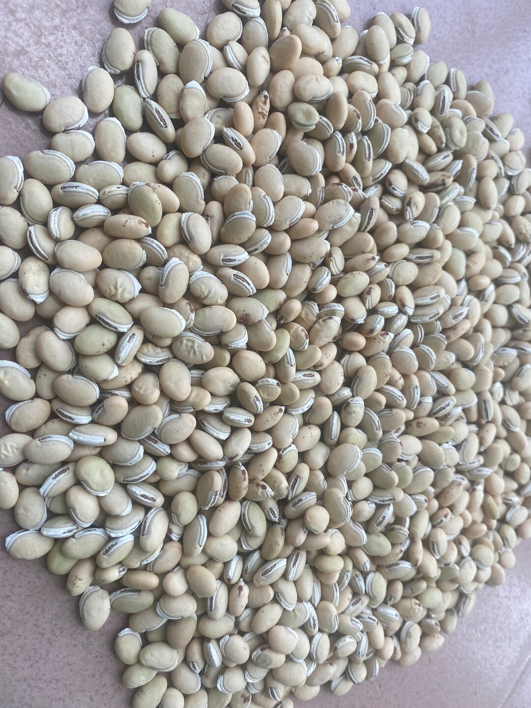 White Hyacinth Beans (lablab Purpureus), 100 Seeds/10 USD, Shipping ...