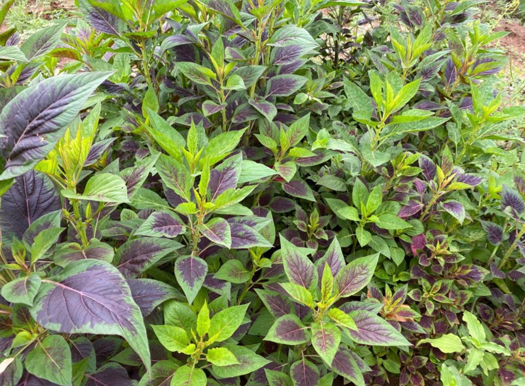 Lagos Spinach, Shoko, Nigerian Spinach(celosia Argentea), 300 Seeds for ...