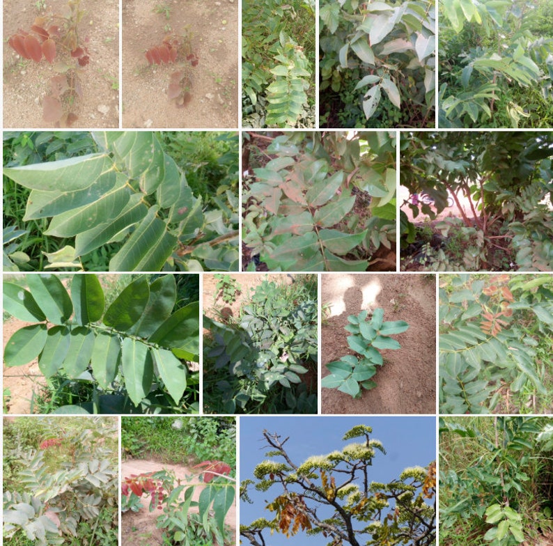 West African Copal Treedaniellia Oliveri Gum Tree Copal - Etsy