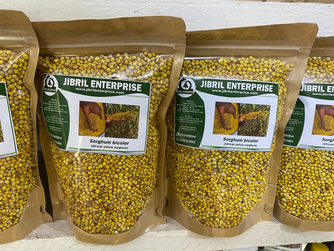 African Yellow Sorghum (sorghum Bicolor), Very Rare Sorghum, Non Hybrid ...