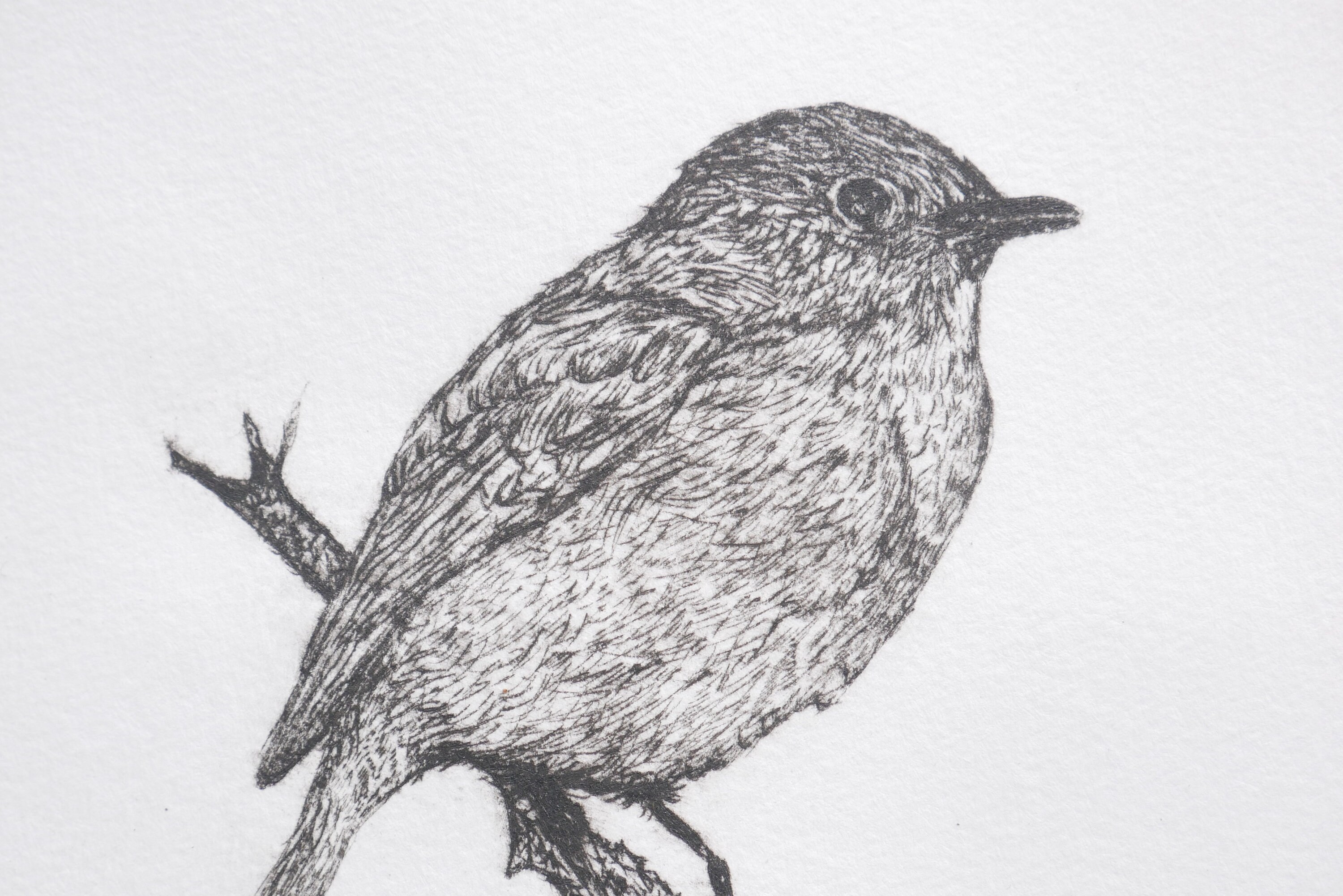 Limited Edition Hand Printed Robin Drypoint Intaglio Etching - Etsy