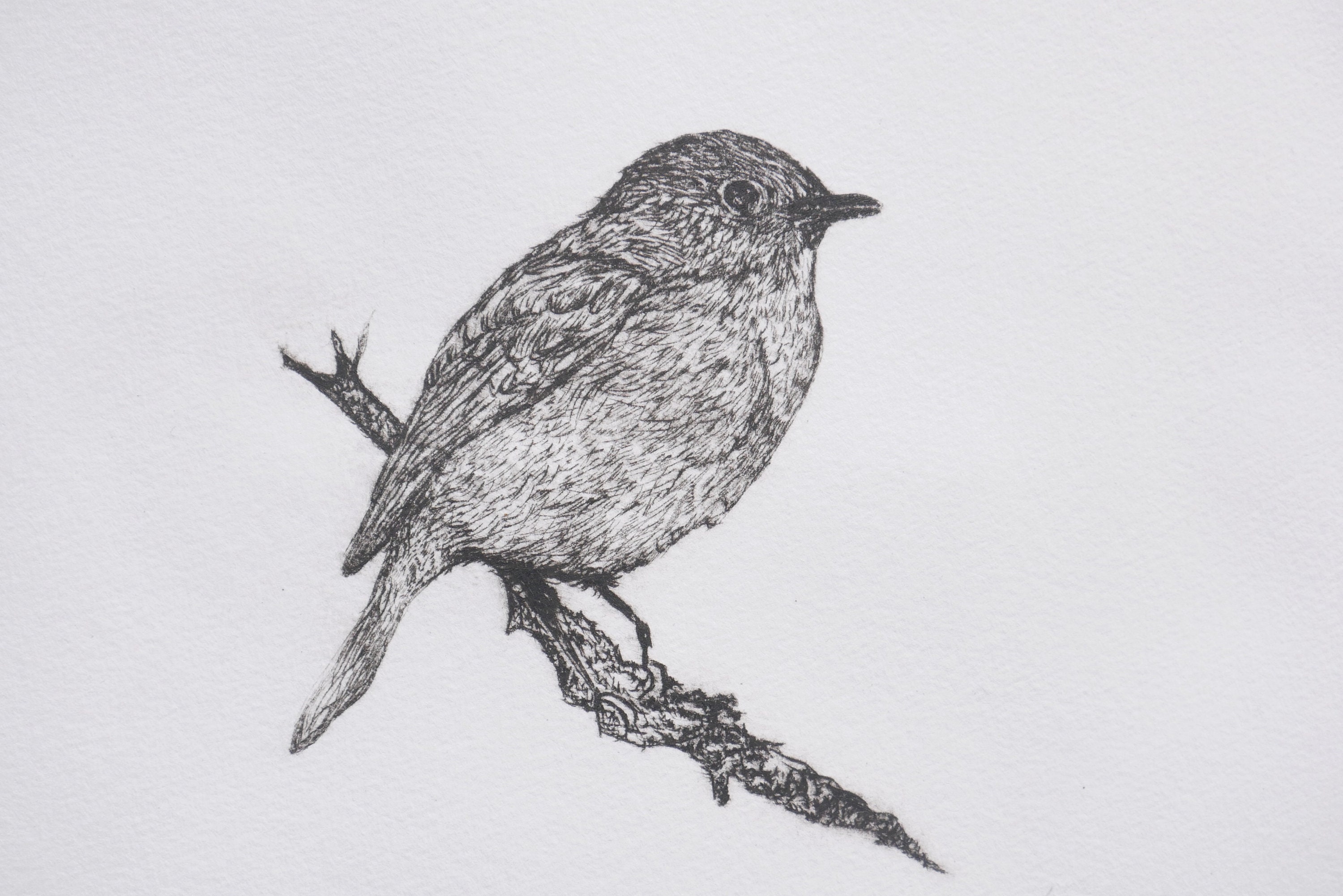 Limited Edition Hand Printed Robin Drypoint Intaglio Etching - Etsy