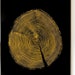 Larch Tree Ring Print, Woodcut Print, Tree Ring Print, Handmade Print ...