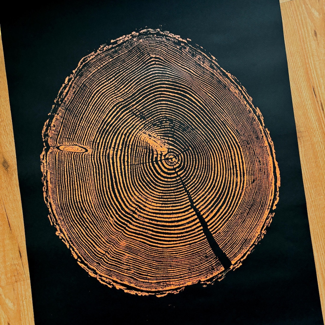 English Larch, Tree Ring Print, Black and White Tree Ring Print, Large ...