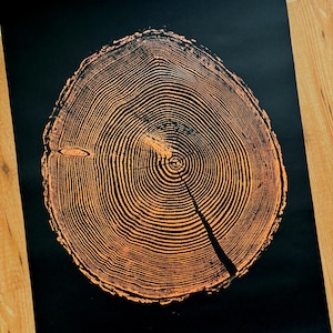 English Larch, Tree Ring Print, Black and White Tree Ring Print, Large ...
