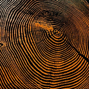 English Larch, Tree Ring Print, Black and White Tree Ring Print, Large ...