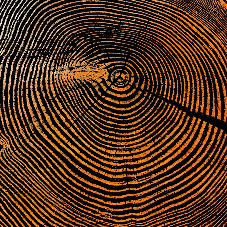 English Larch, Tree Ring Print, Black and White Tree Ring Print, Large ...