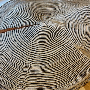 Larch Tree Ring Print, Woodcut Print, Tree Ring Print, Handmade Print ...