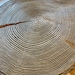 Larch Tree Ring Print, Woodcut Print, Tree Ring Print, Handmade Print ...