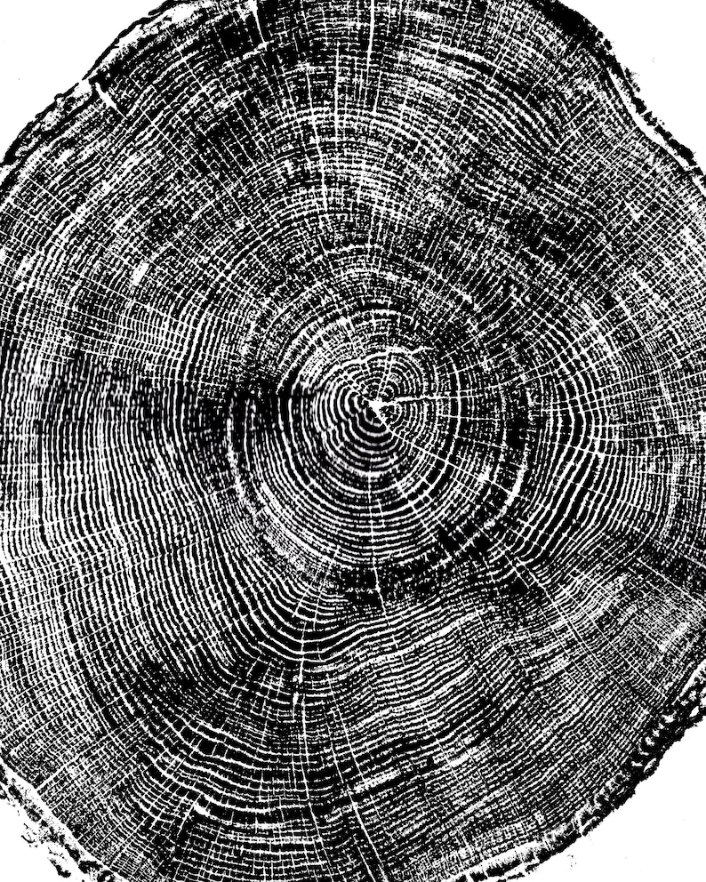 Tree Ring Print Scottish Oak Oak Tree Ring Print Large - Etsy