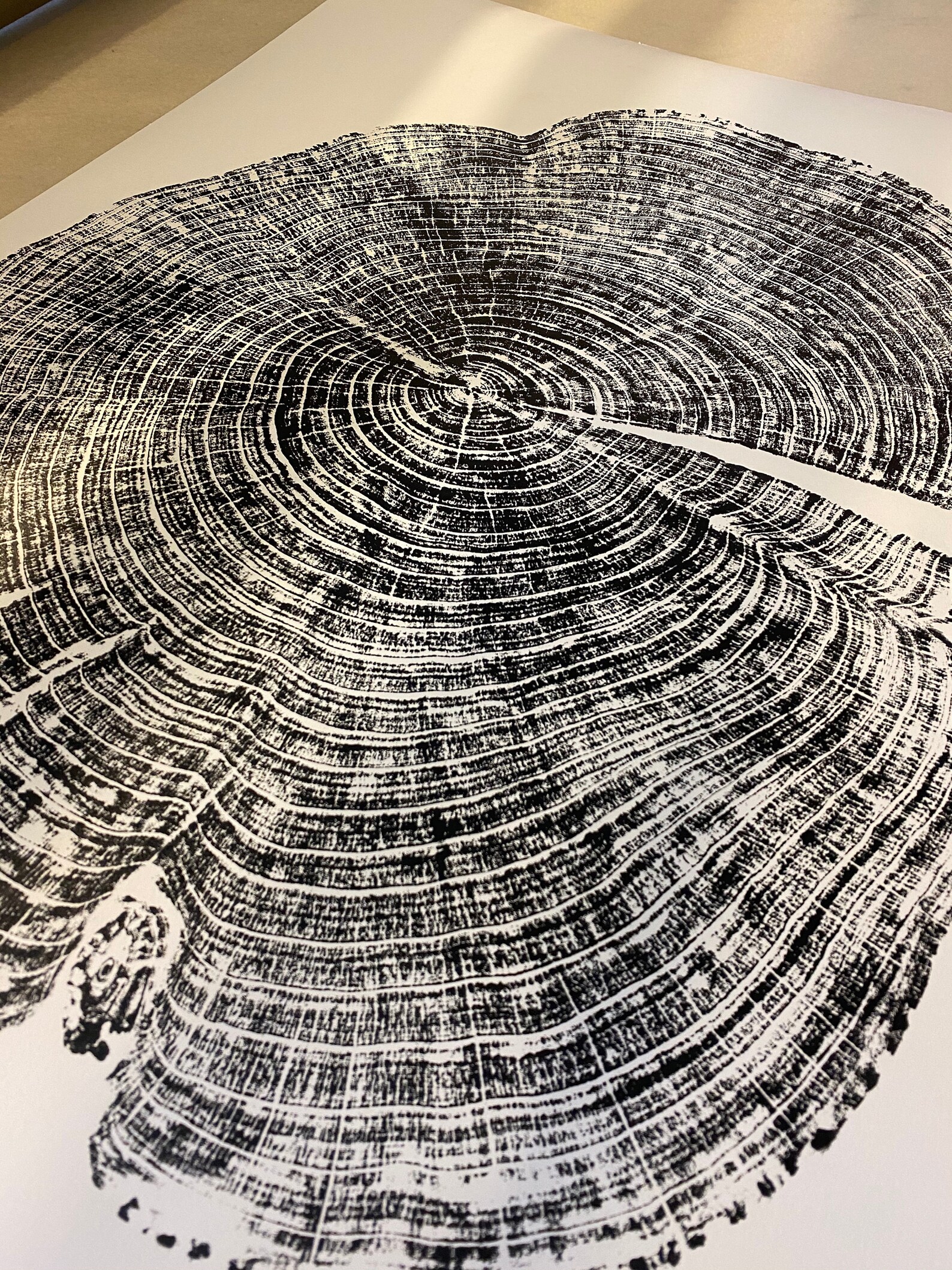 Cypress Tree Ring Print Cypress Tree Cypress Tree Ring - Etsy