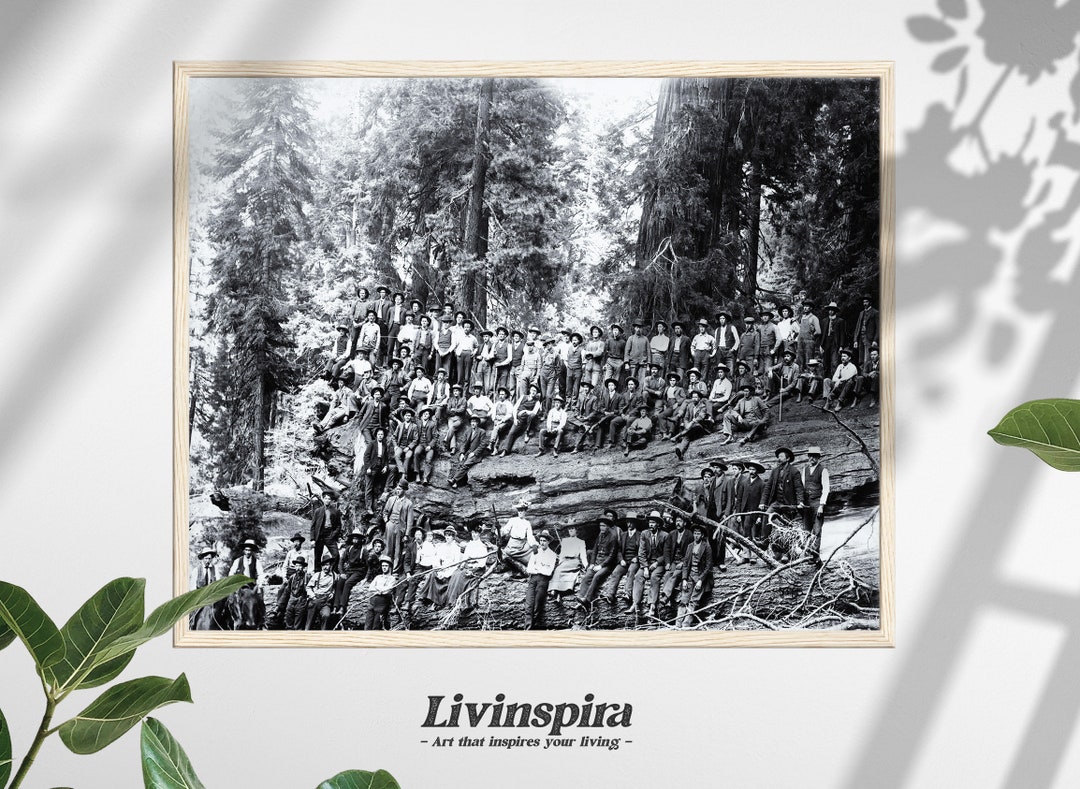 Black & White Vintage Logging Team Image | Forest Workers Scene ...