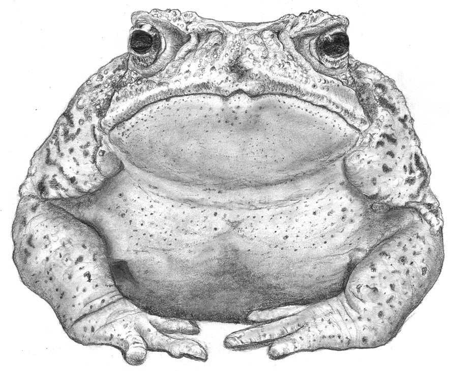 Cane Toad Card Blank or Customized With Your Message in Calligraphic ...