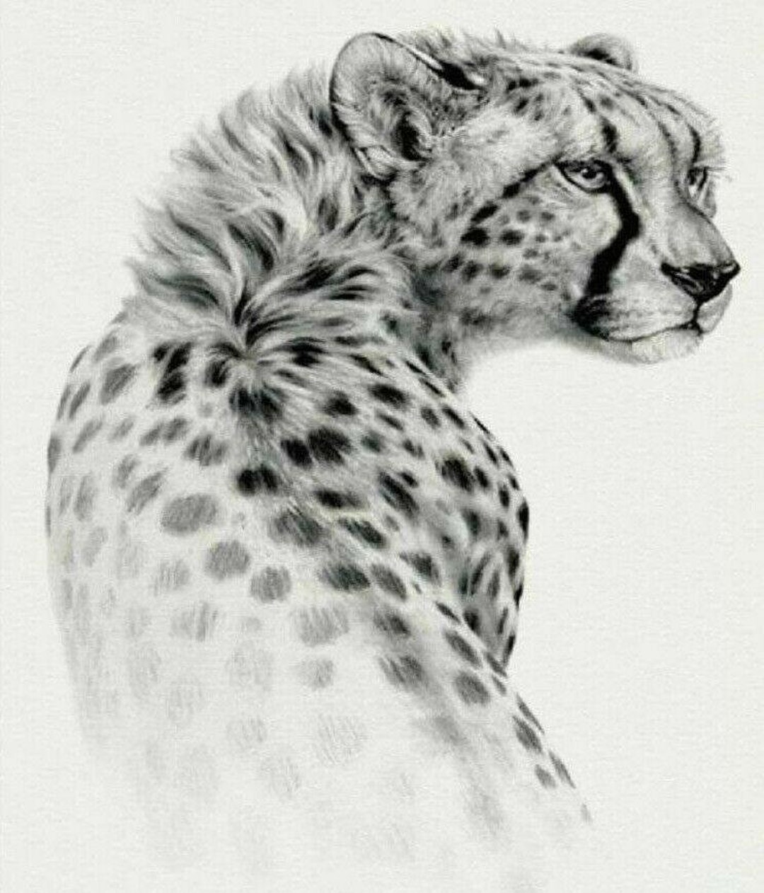 Realistic Cheetah Tattoo
