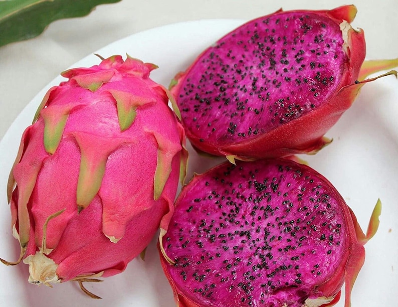 Dragon Fruit Cuttings Dragonfruit Cuttings - Etsy