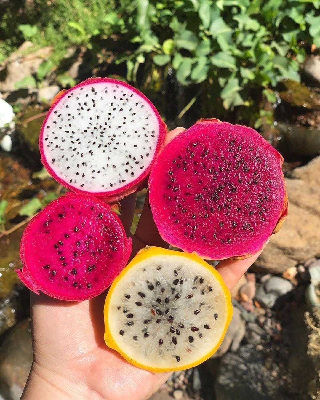 Self-pollinating Dragon Fruit Pack – 3 Easy Varieties for Set-it-and-forget-it Growing - Etsy