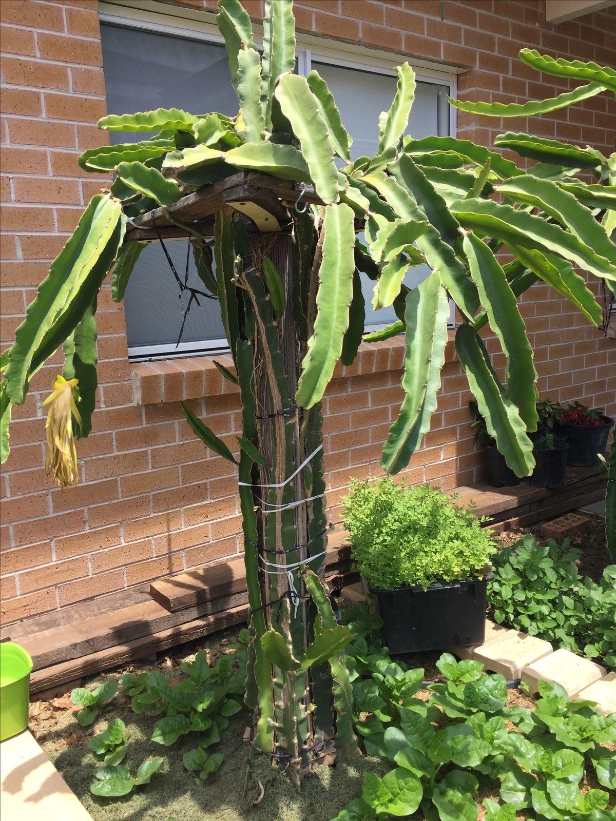 Self-pollinating Dragon Fruit Pack – 3 Easy Varieties for Set-it-and-forget-it Growing - Etsy