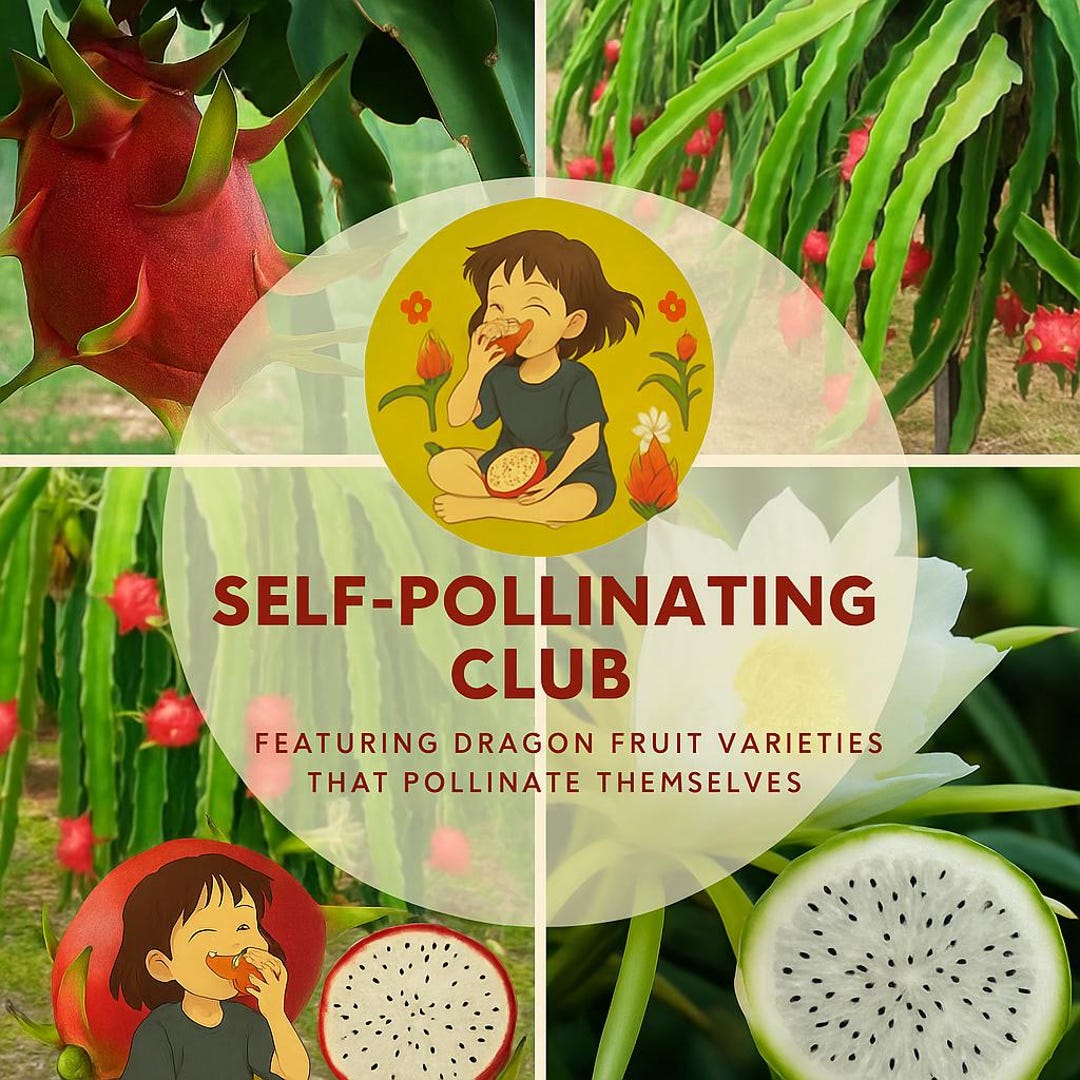 Self-pollinating Dragon Fruit Pack – 3 Easy Varieties for Set-it-and ...