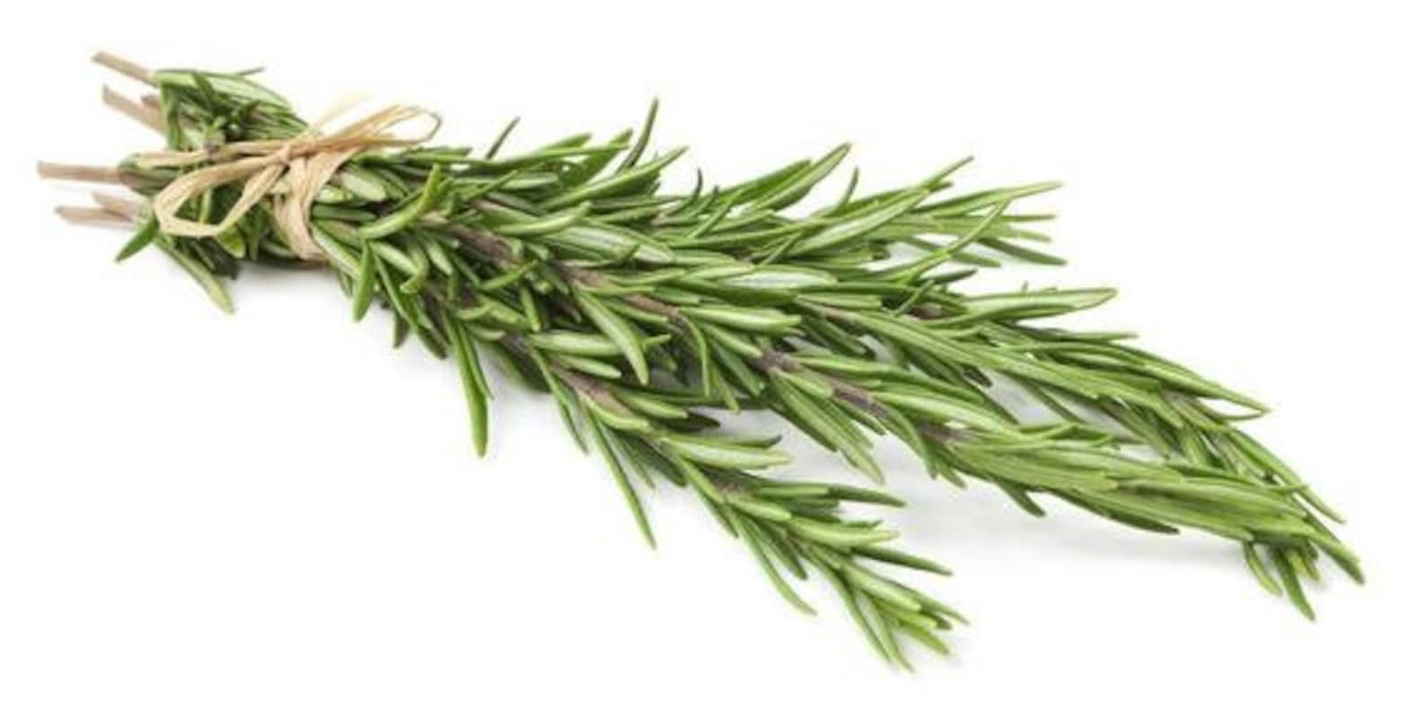 Fresh Organic Rosemary Bundle Fresh Rosemary Sprigs Rosemary Plant ...
