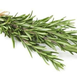 Fresh Organic Rosemary Bundle Fresh Rosemary Sprigs Rosemary Plant ...