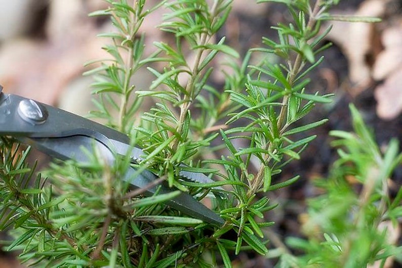 Fresh Organic Rosemary Bundle Fresh Rosemary Sprigs Rosemary - Etsy